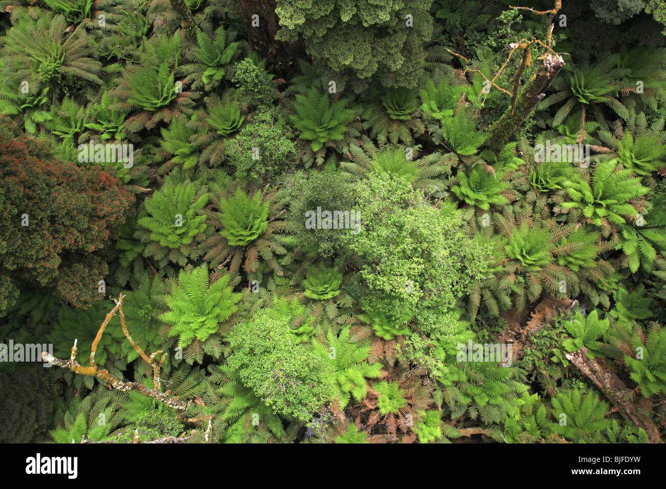 Aerial view of of forest of ferns-Otway Ranges-Victoria-Australia Stock ...