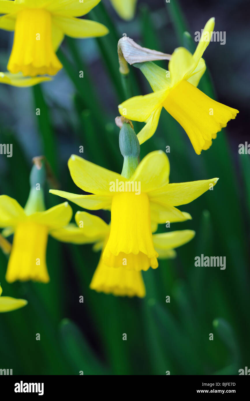 Yellow dwarf trumpet daffodils with tiny white petal tips Stock Photo ...
