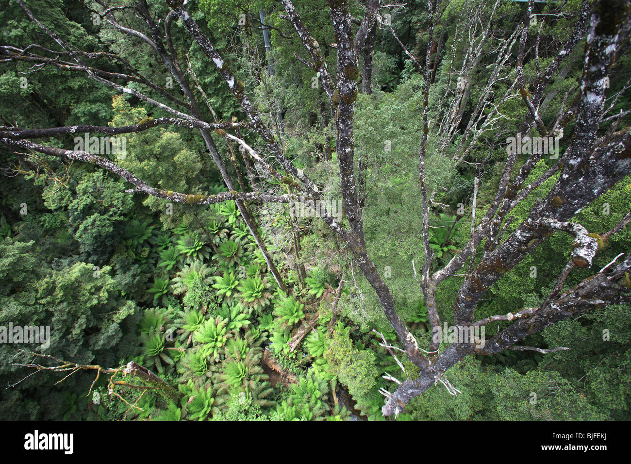 Temperate rainforest-Otway Ranges-Victoria-Australia Stock Photo - Alamy