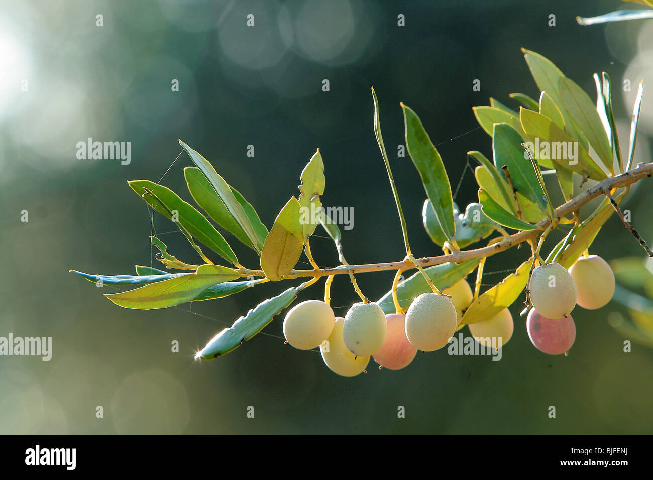 branch olives Albino variety, Andalusia, Spain Stock Photo - Alamy