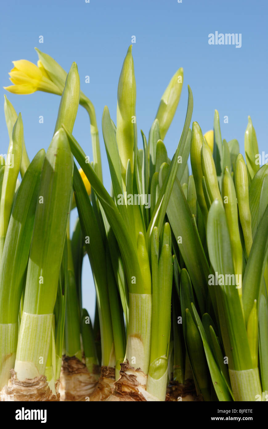 Sprouting daffodils in container (narcissus tete-a-tete Stock Photo - Alamy