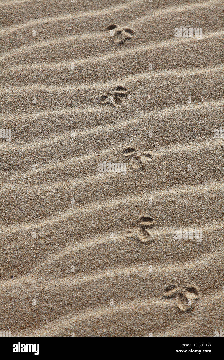 Bird tracks in the sand-Cape Otway-Australia Stock Photo - Alamy