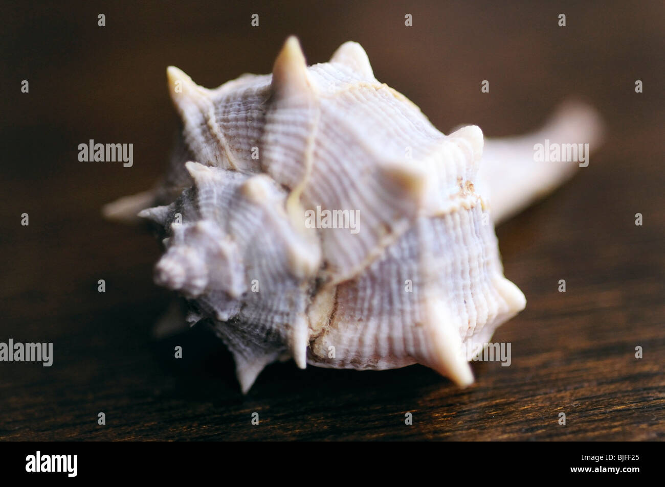 Spiky sea shell hi-res stock photography and images - Alamy