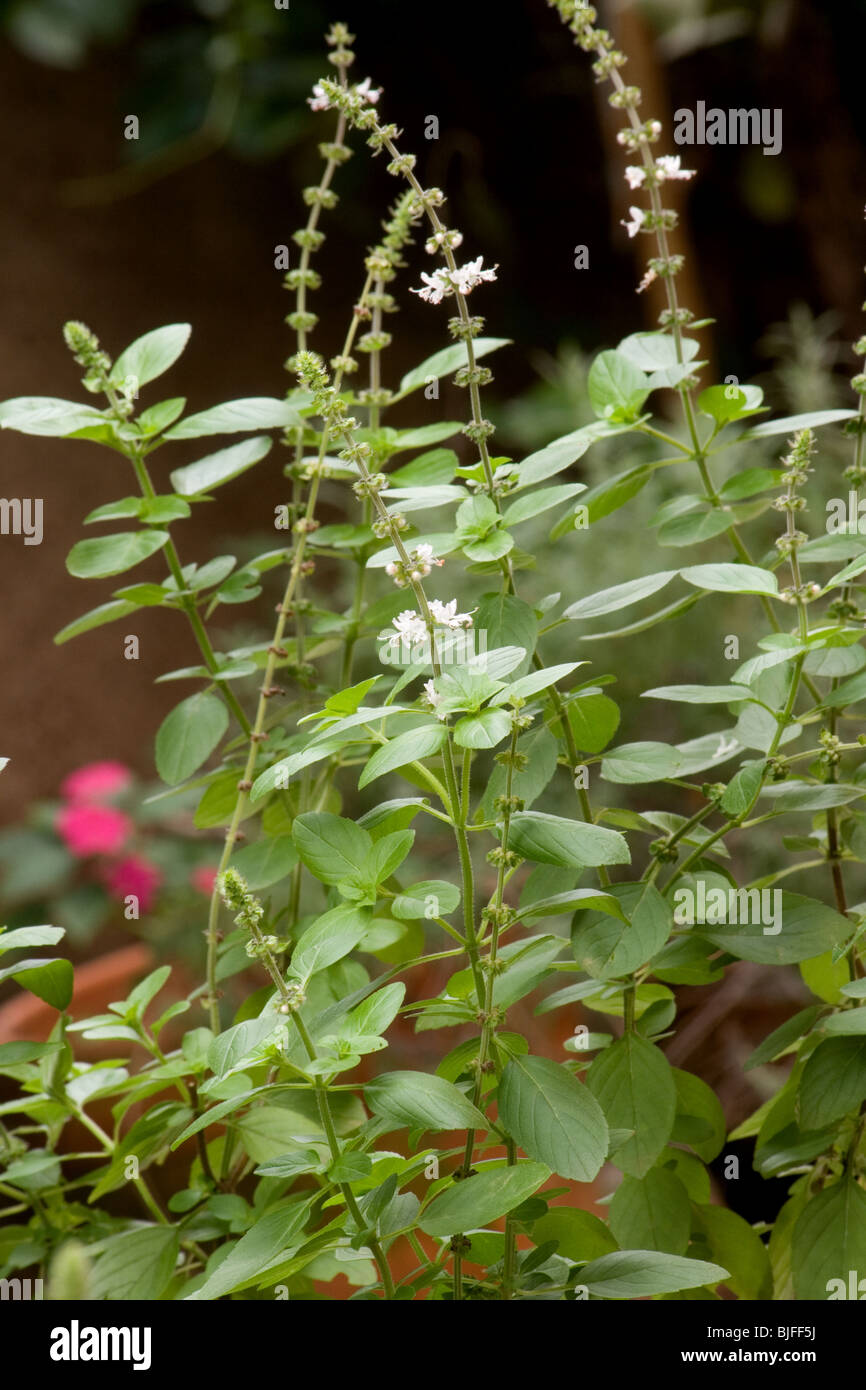 Basil plant close-up Stock Photo - Alamy