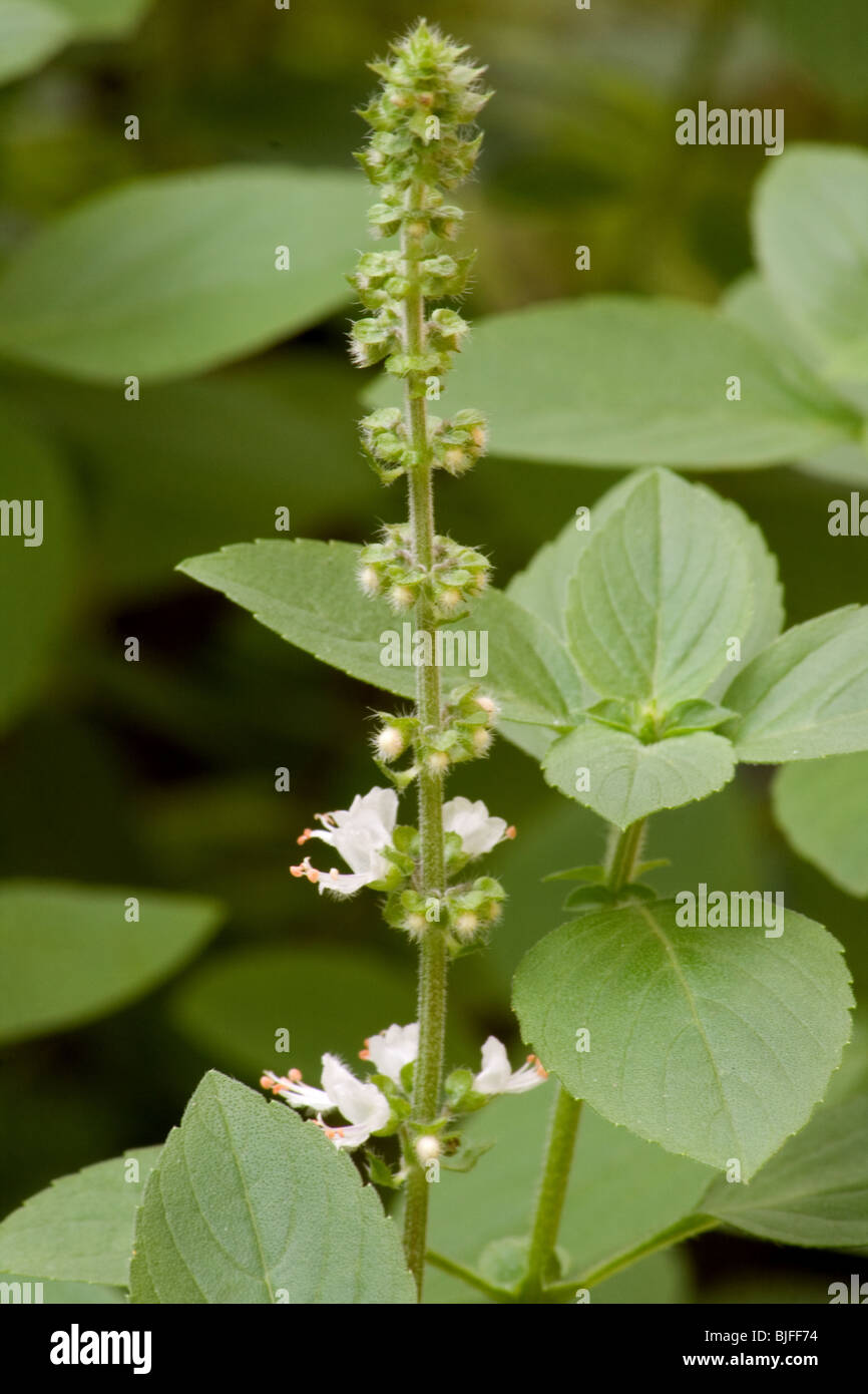 Basil plant close-up Stock Photo - Alamy