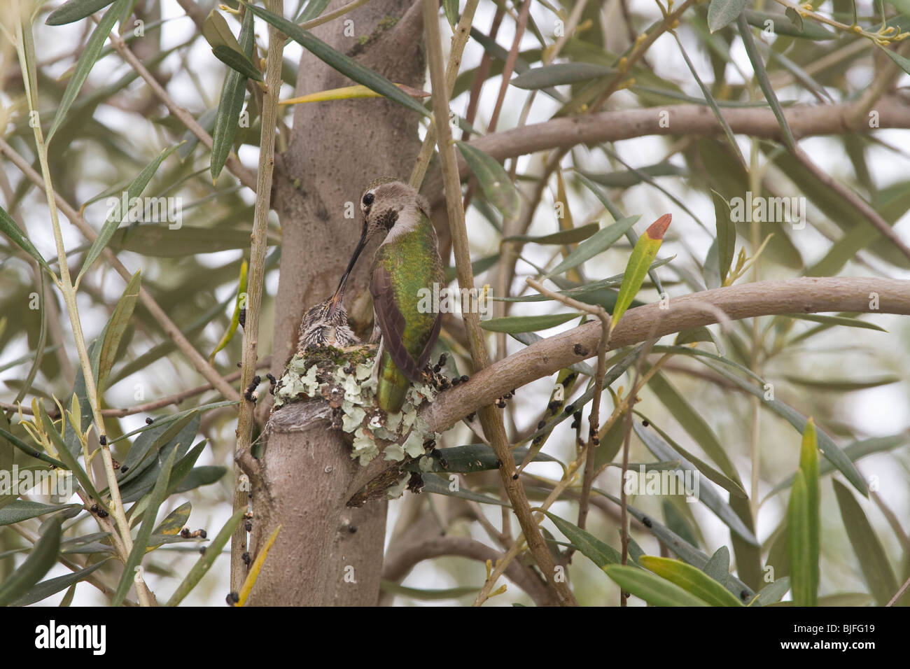 Fledgling hummingbird in nest hi-res stock photography and images - Alamy