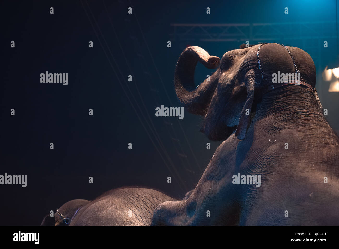 Back elephant hi-res stock photography and images - Alamy