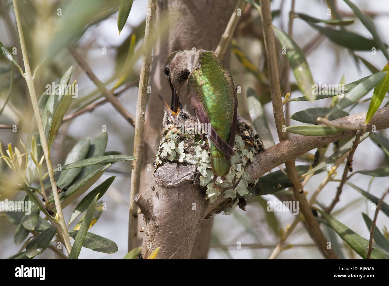 Fledgling hummingbird leaves nest hi-res stock photography and images ...