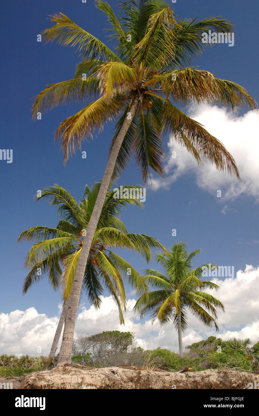 The beautiful and idyllic island of Linga Linga. Just North of ...