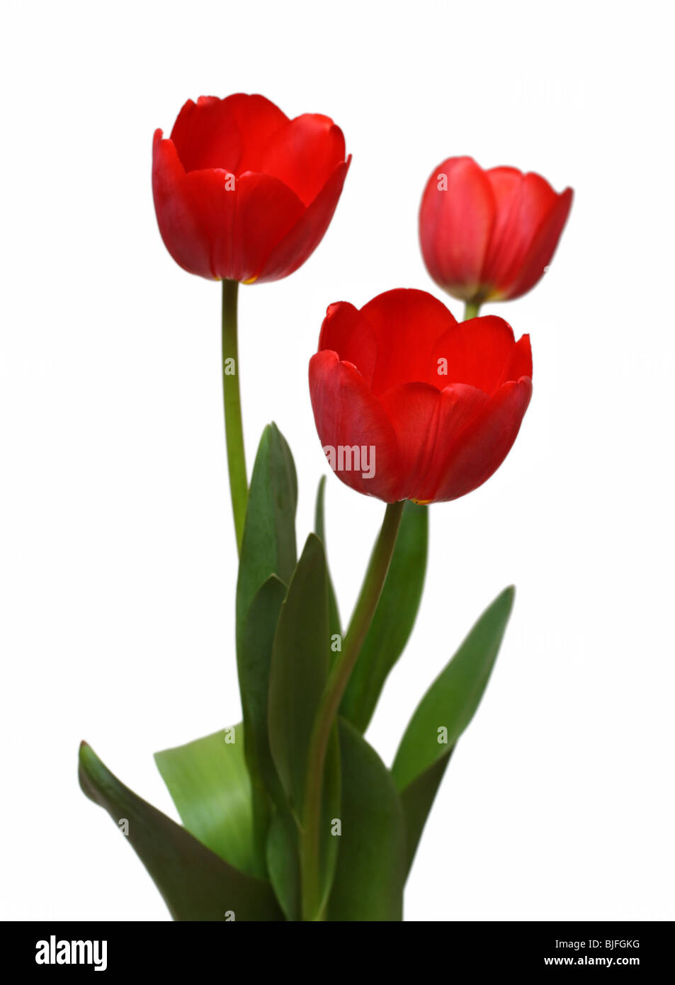 Three red tulip flowers hi-res stock photography and images - Alamy