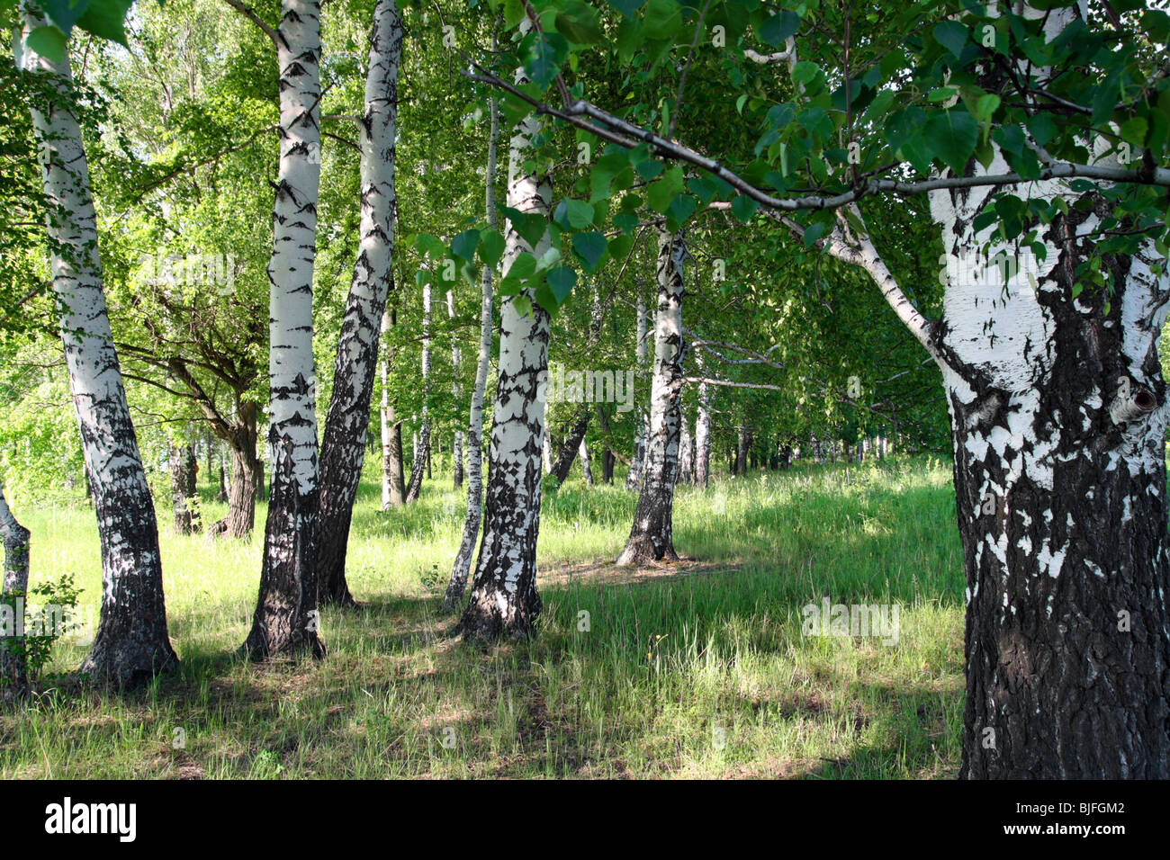 nice summer birch forest in Russia Stock Photo - Alamy