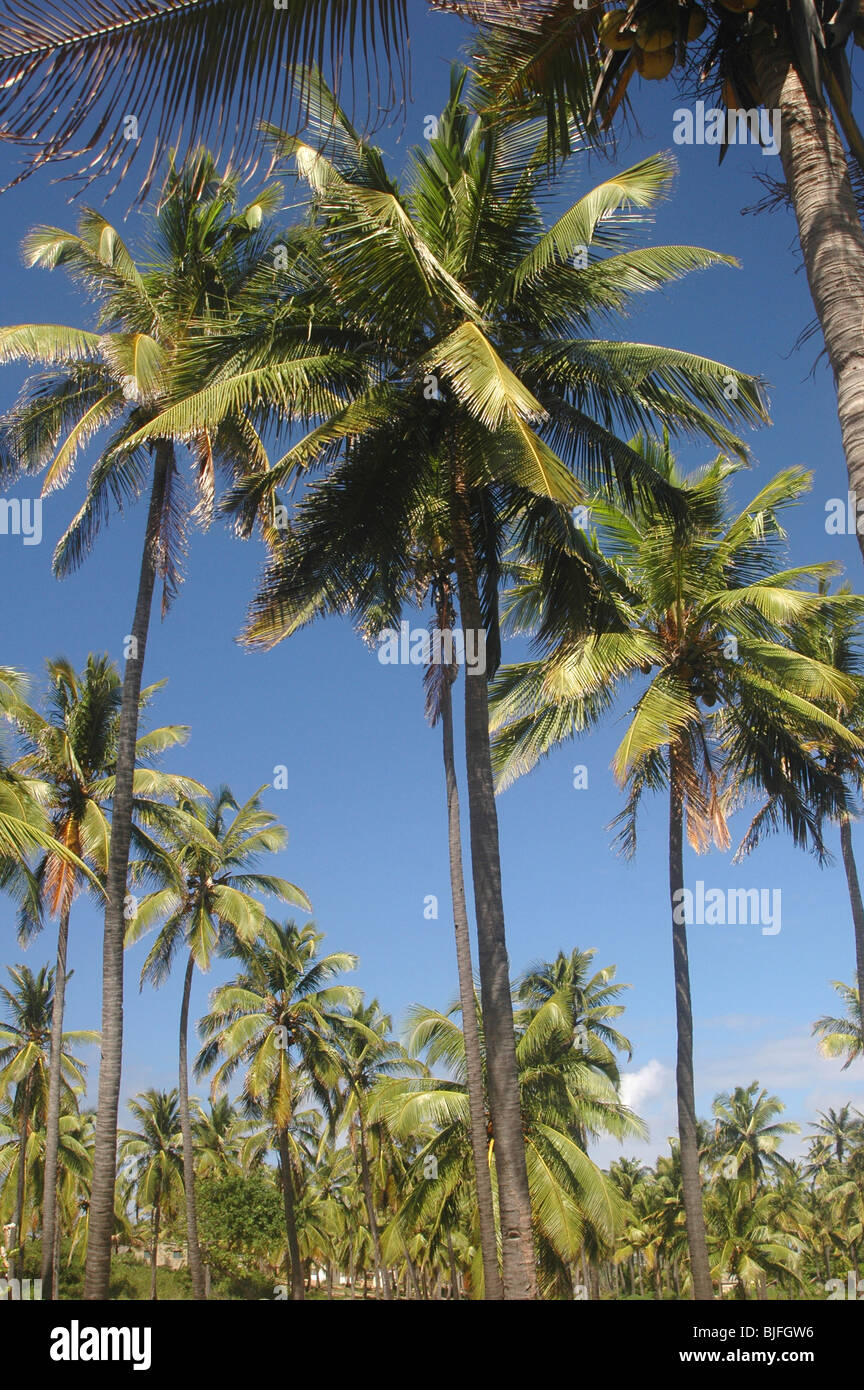 The beautiful and idyllic island of Linga Linga. Just North of ...