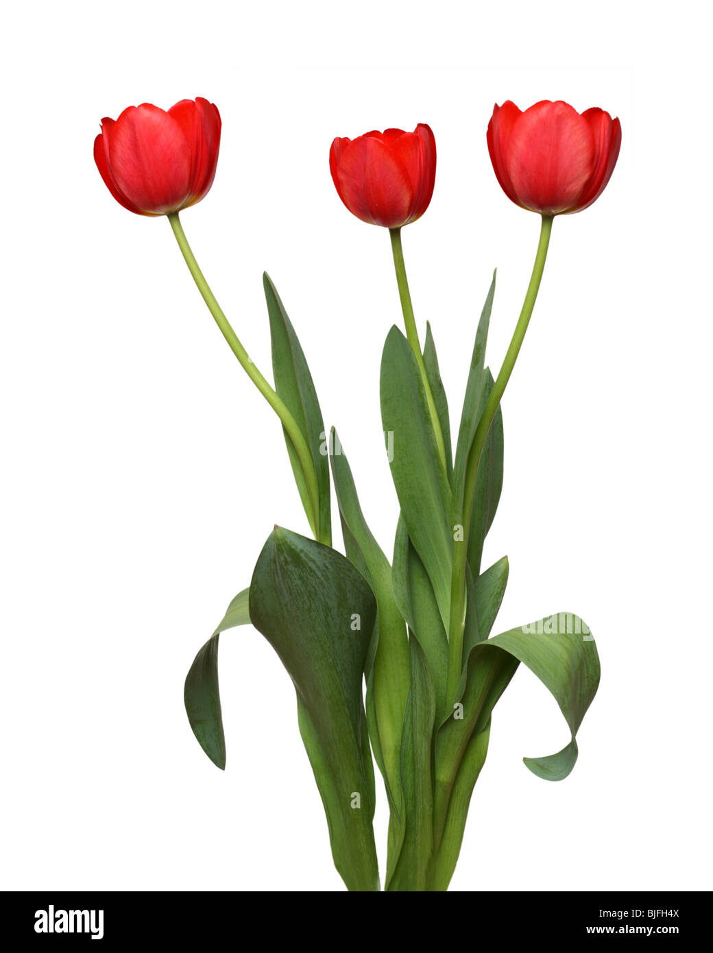 three red tulip bunch isolated on white Stock Photo - Alamy