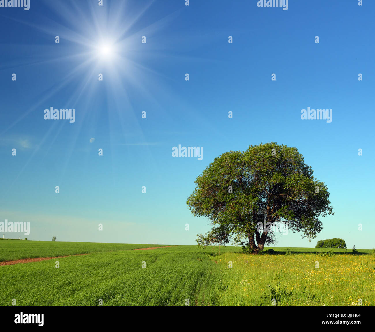 summer landscape with single tree in field Stock Photo - Alamy