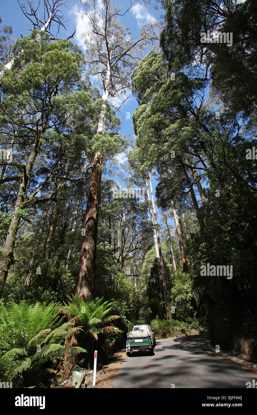 Otway Ranges High Resolution Stock Photography and Images - Alamy