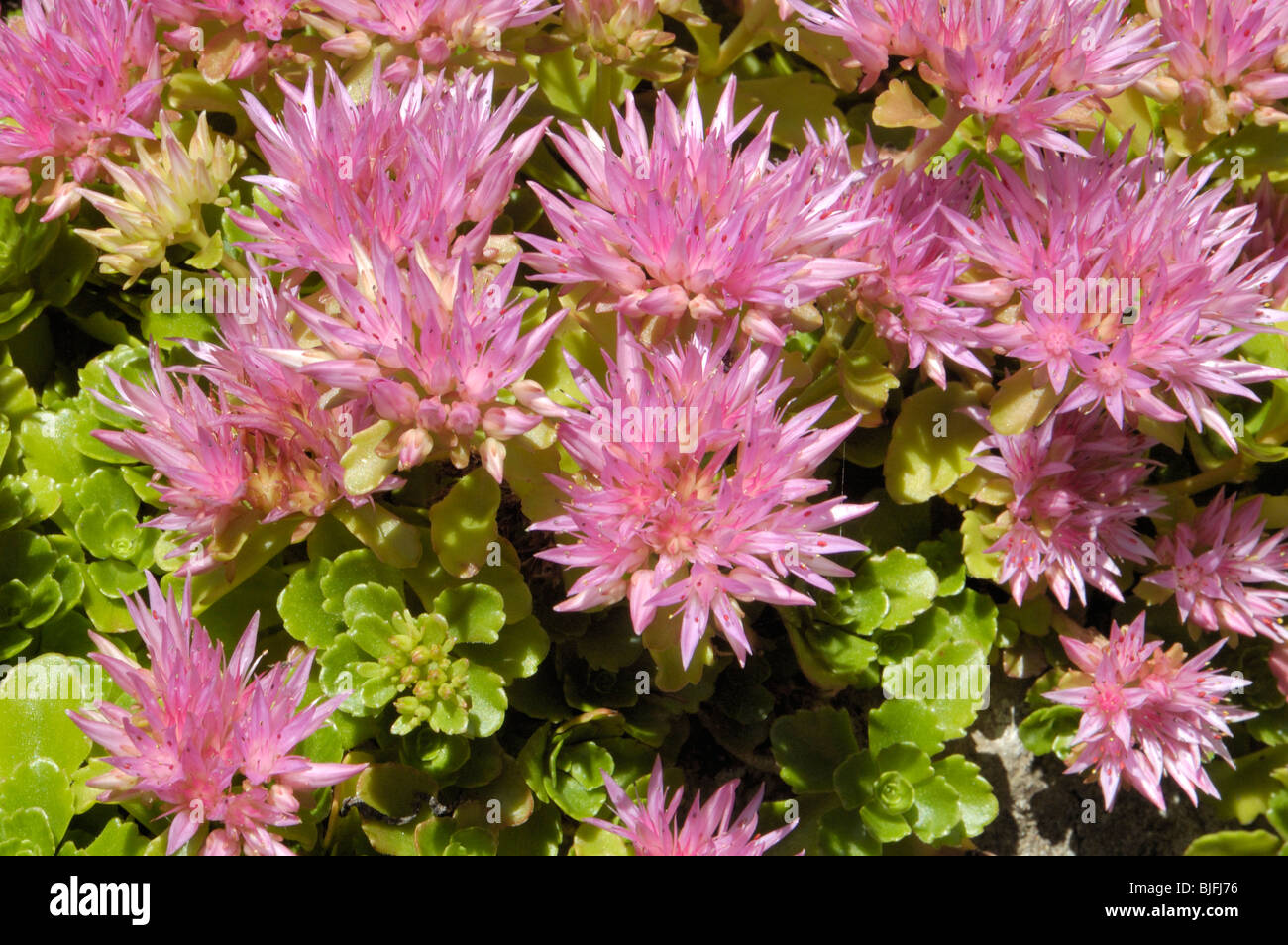Caucasian-stonecrop, sedum spurium Stock Photo - Alamy