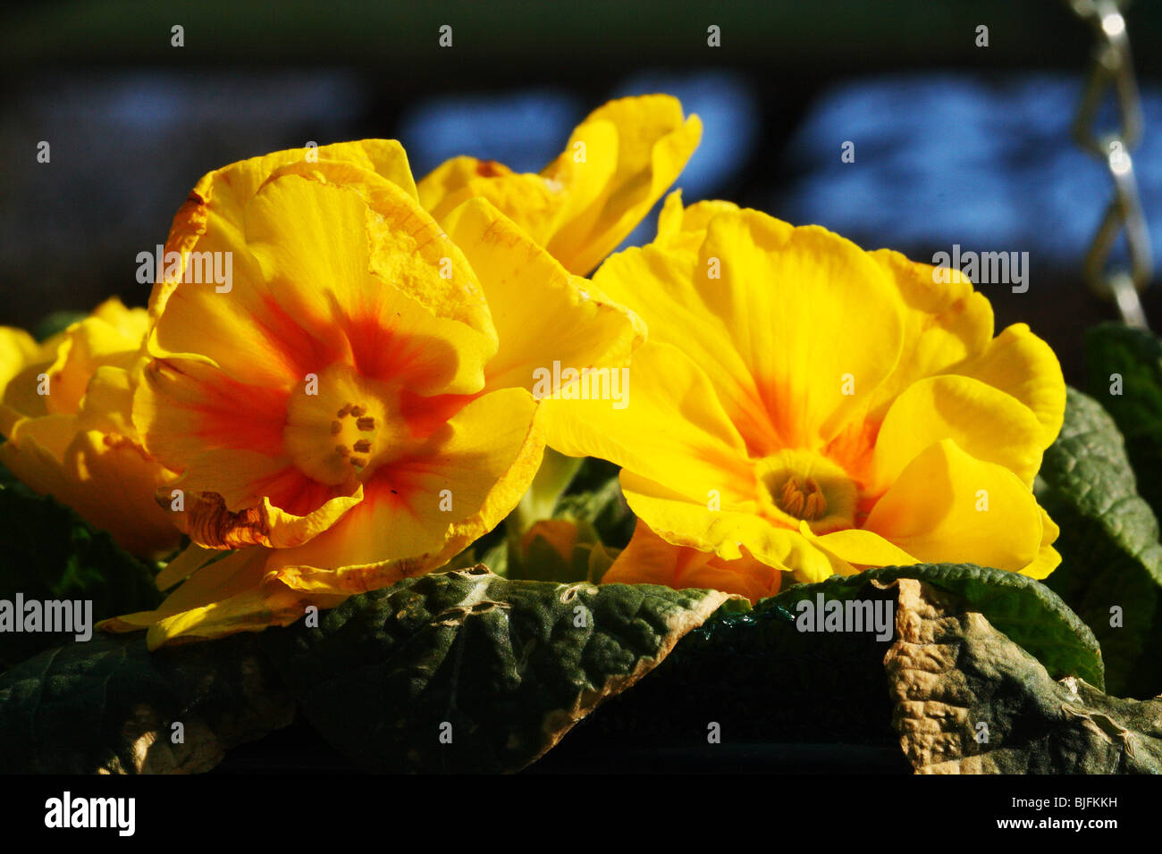 Primroses Family Primulaceae early Yellow spring flowers in sunlight ...