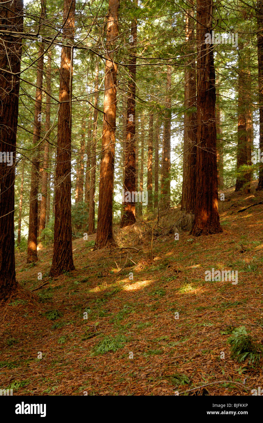Coastal Redwood, sequoia sempervirens Stock Photo - Alamy