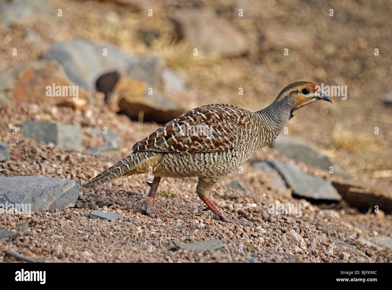 Grey Francolin or Grey Partridge Stock Photo - Alamy