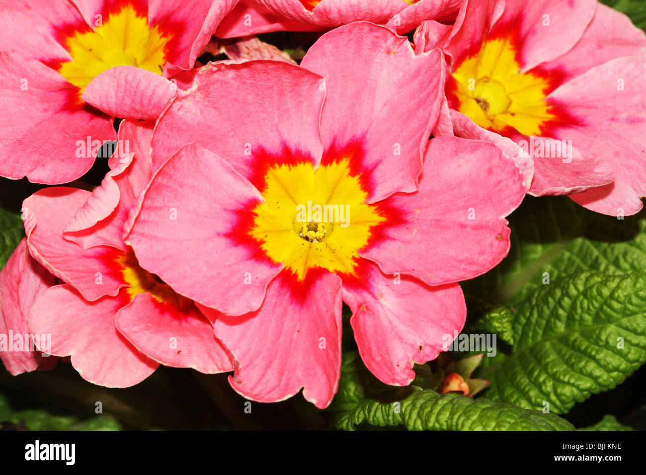 Primrose family hi-res stock photography and images - Alamy