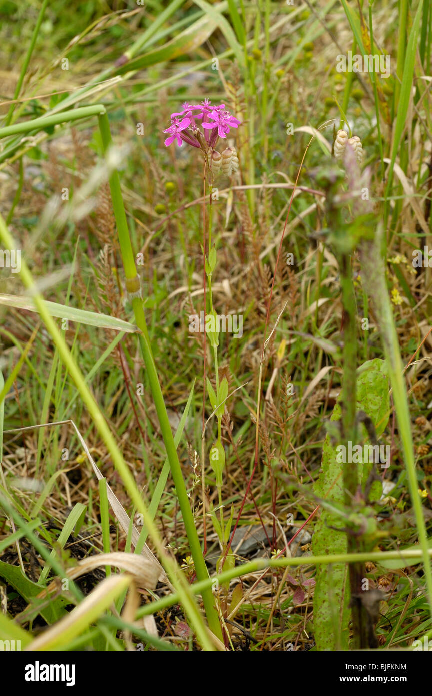 Sweet william catchfly silene armeria hi-res stock photography and images - Alamy