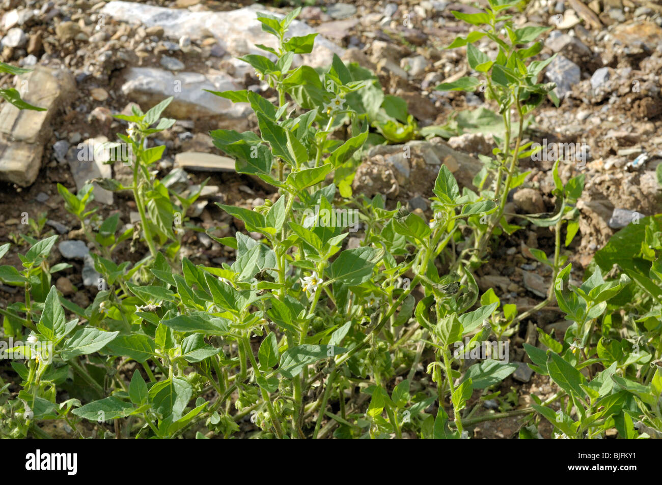 Green Nightshade, olanum physalifolium Stock Photo - Alamy