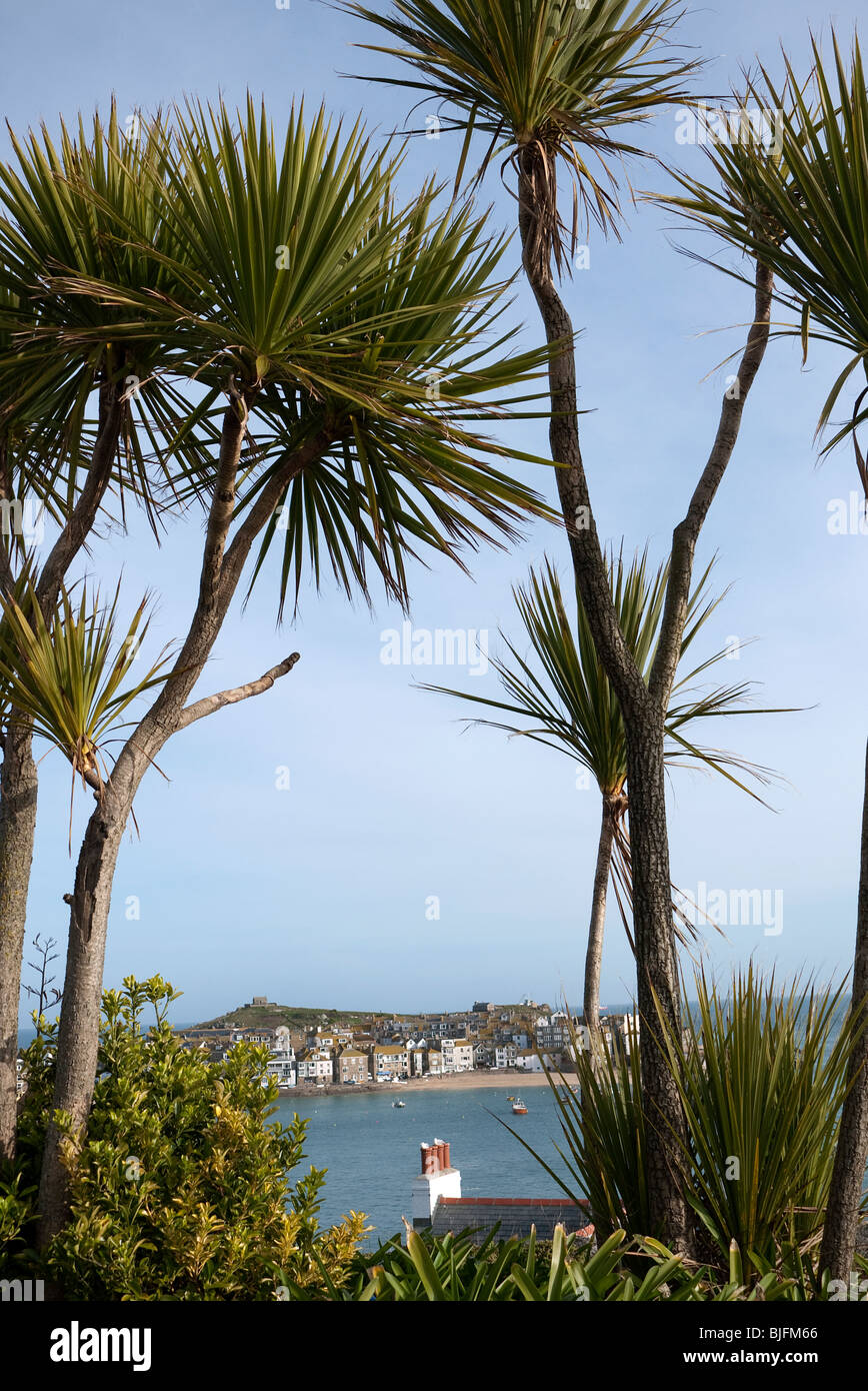 Cornwall palm trees hi-res stock photography and images - Alamy