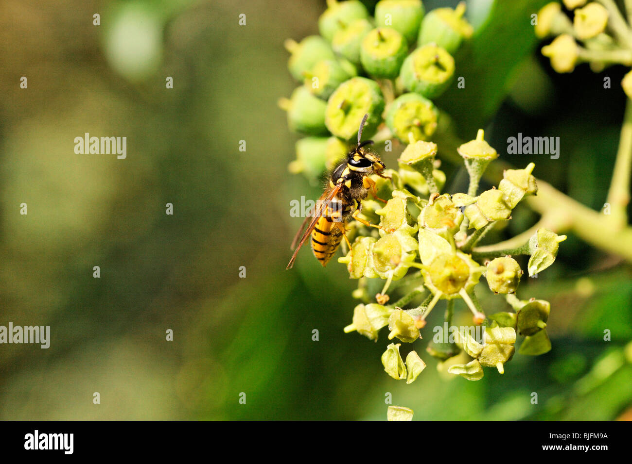 Wasp ( Mellinus Arvensis ) on Ivy Flower Stock Photo - Alamy