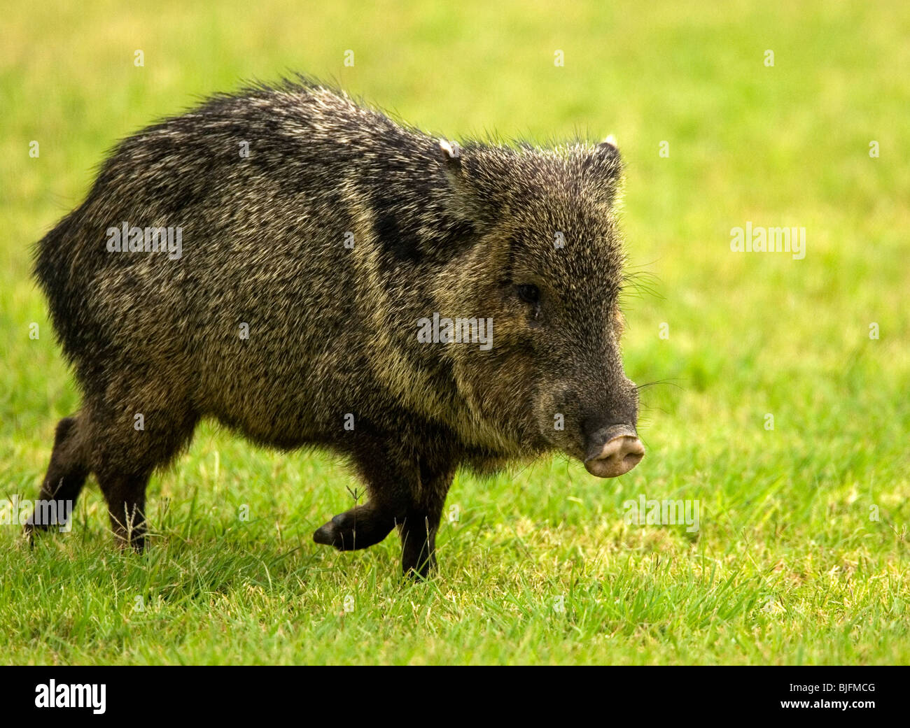 Javelina big bend hi-res stock photography and images - Alamy
