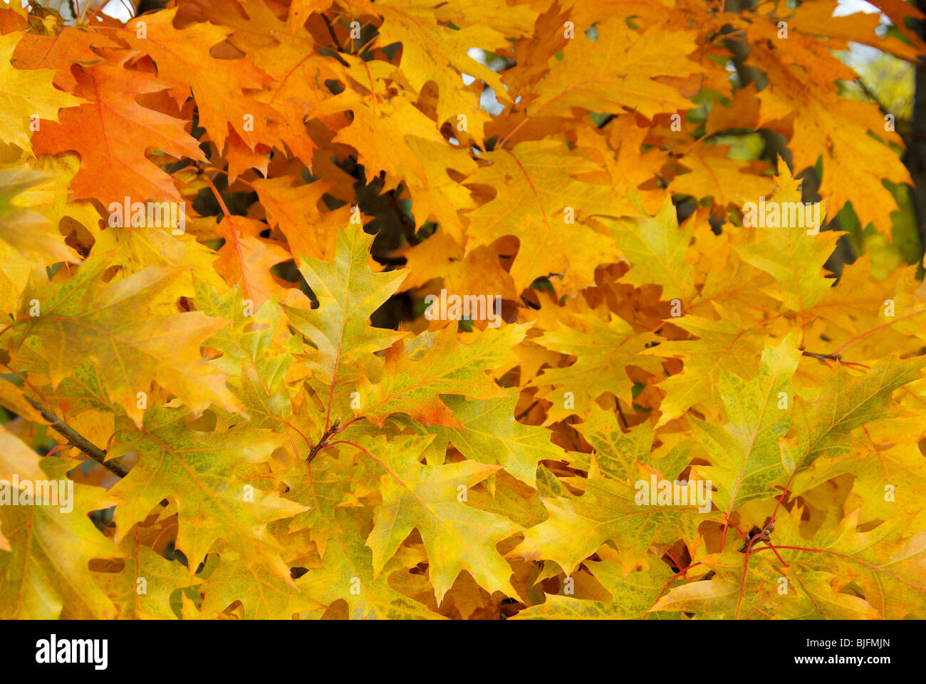 Eichenlaub hi-res stock photography and images - Alamy