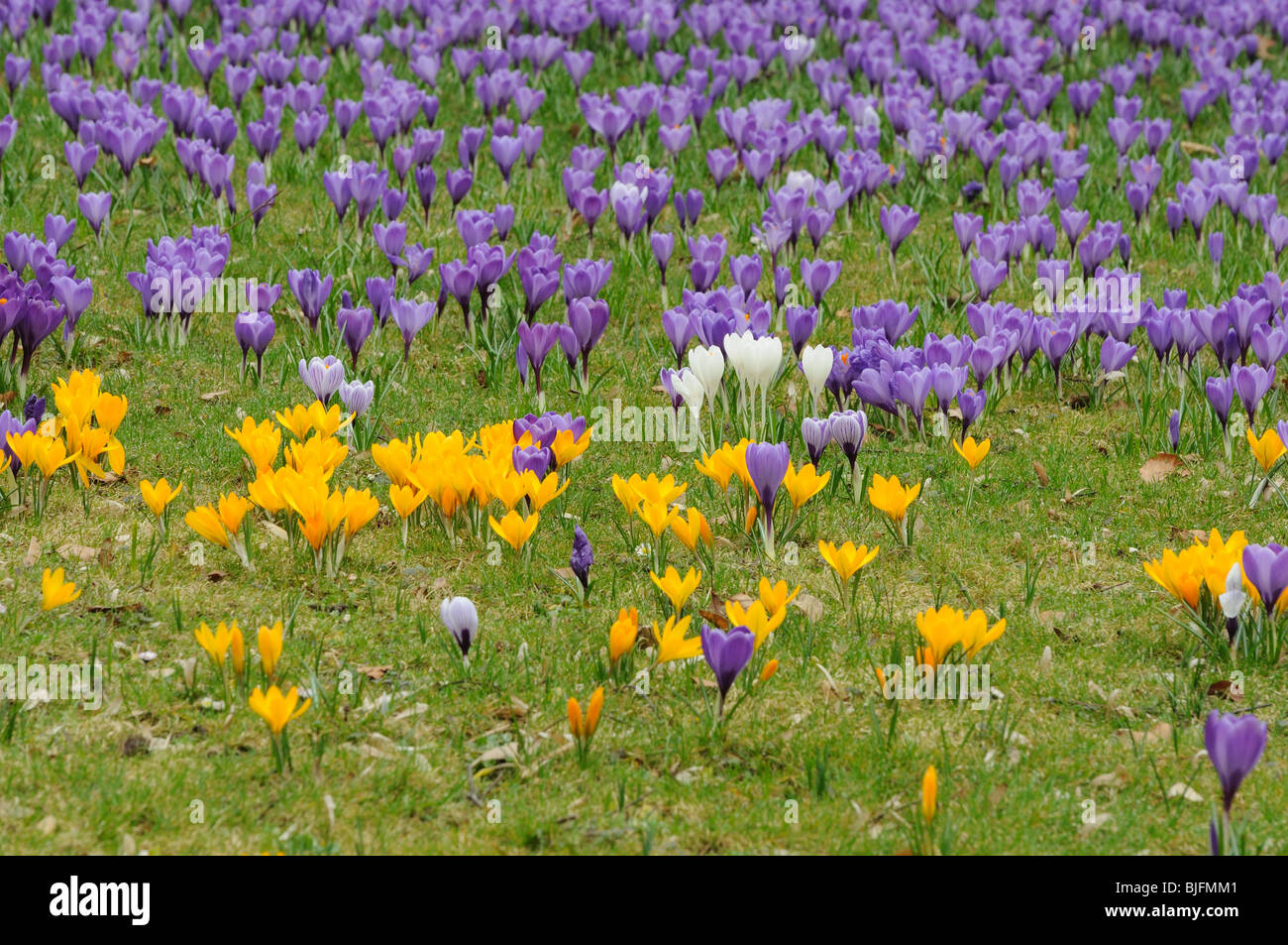 Yellow crocus plants hi-res stock photography and images - Alamy