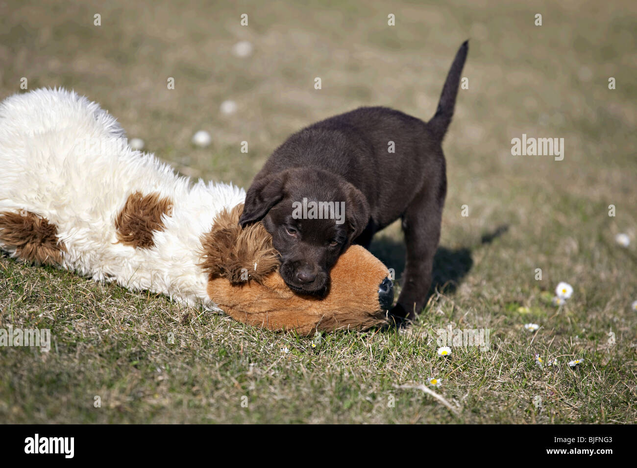 Chocolate Labrador Retriever Puppy Stock Photos & Chocolate Labrador ...