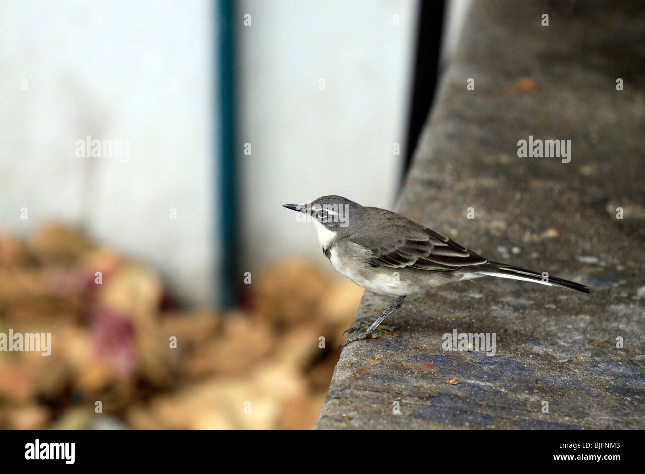 Cape Wagtail, Motacilla capensis Stock Photo - Alamy
