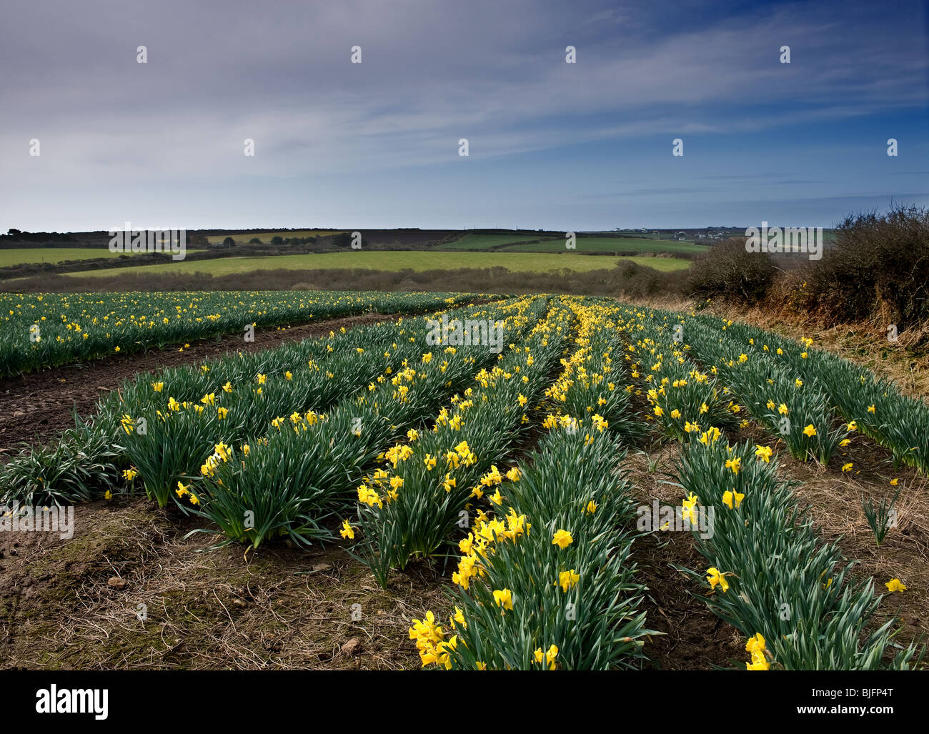 Cornish daffodils hi-res stock photography and images - Alamy