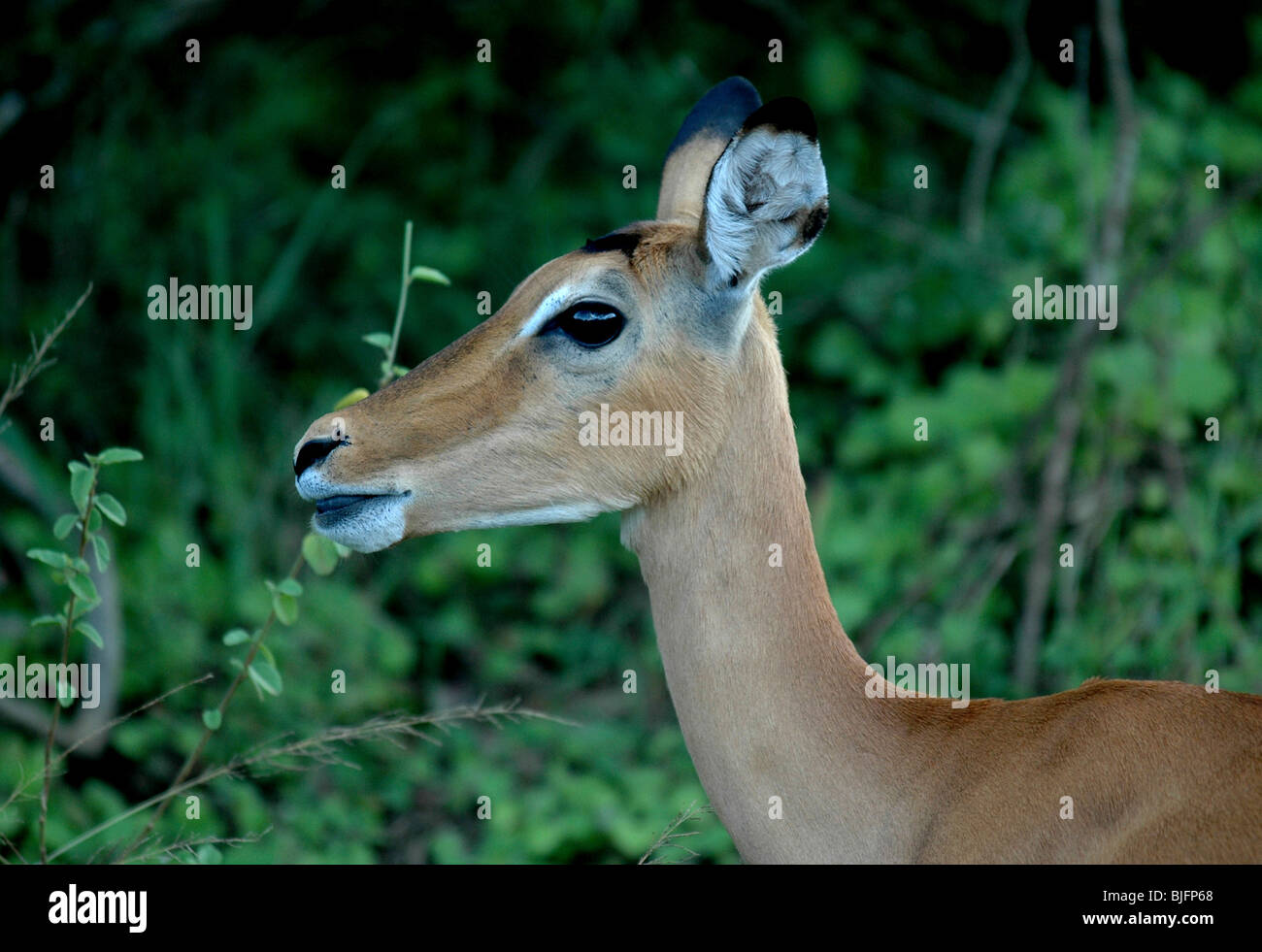 Impala viewing in Mburo National Park. Mboro National Park, Uganda ...