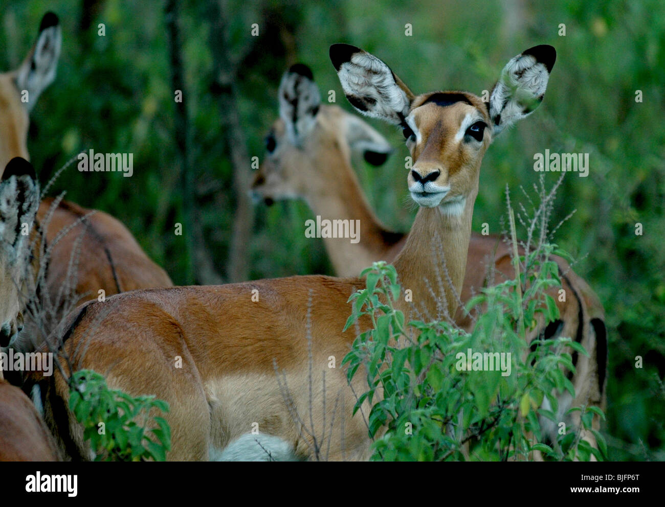 Impala viewing in Mboro National Park. Mboro National Park, Uganda ...