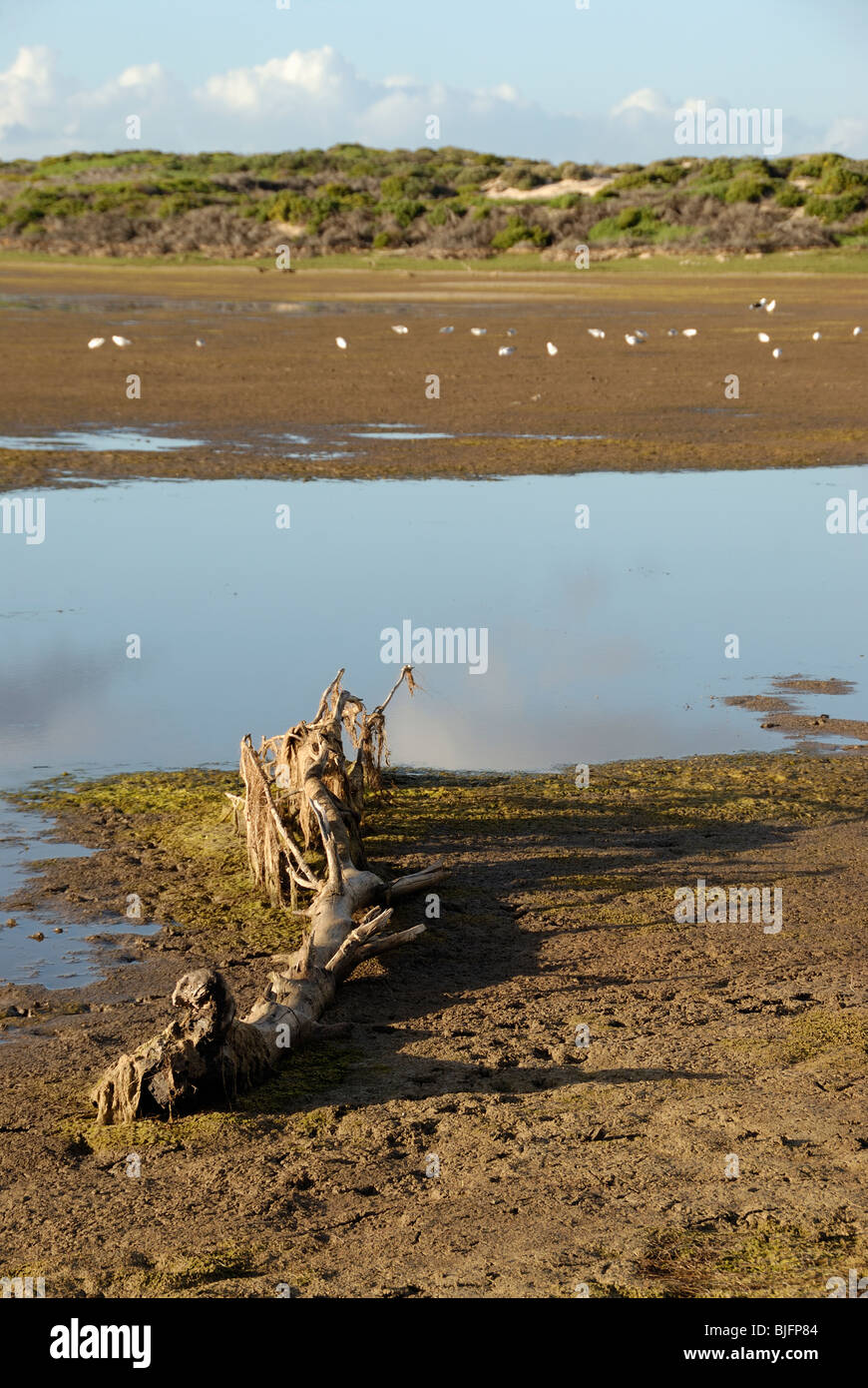 Dead flamingo hi-res stock photography and images - Alamy