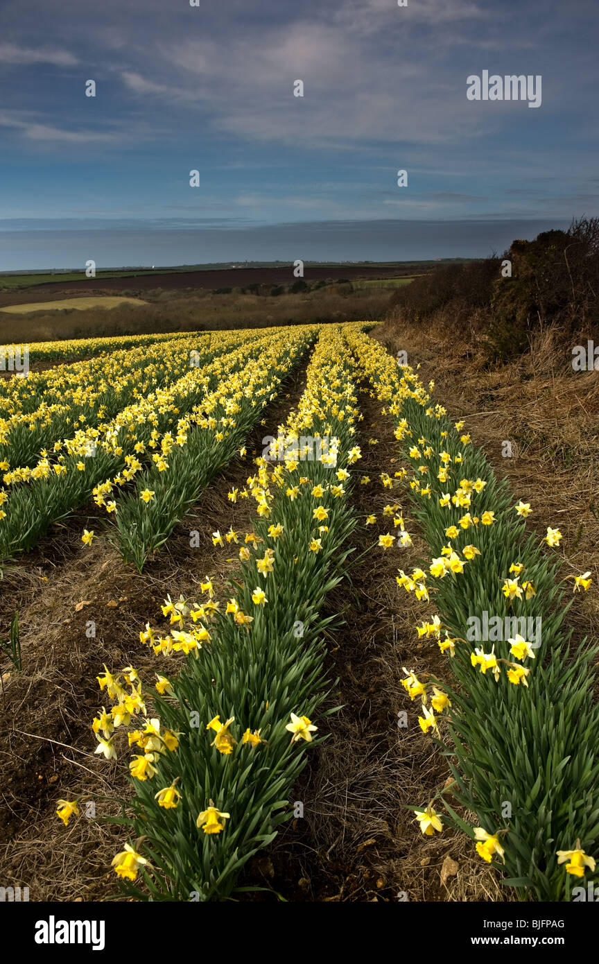 Cornish daffodils hi-res stock photography and images - Alamy