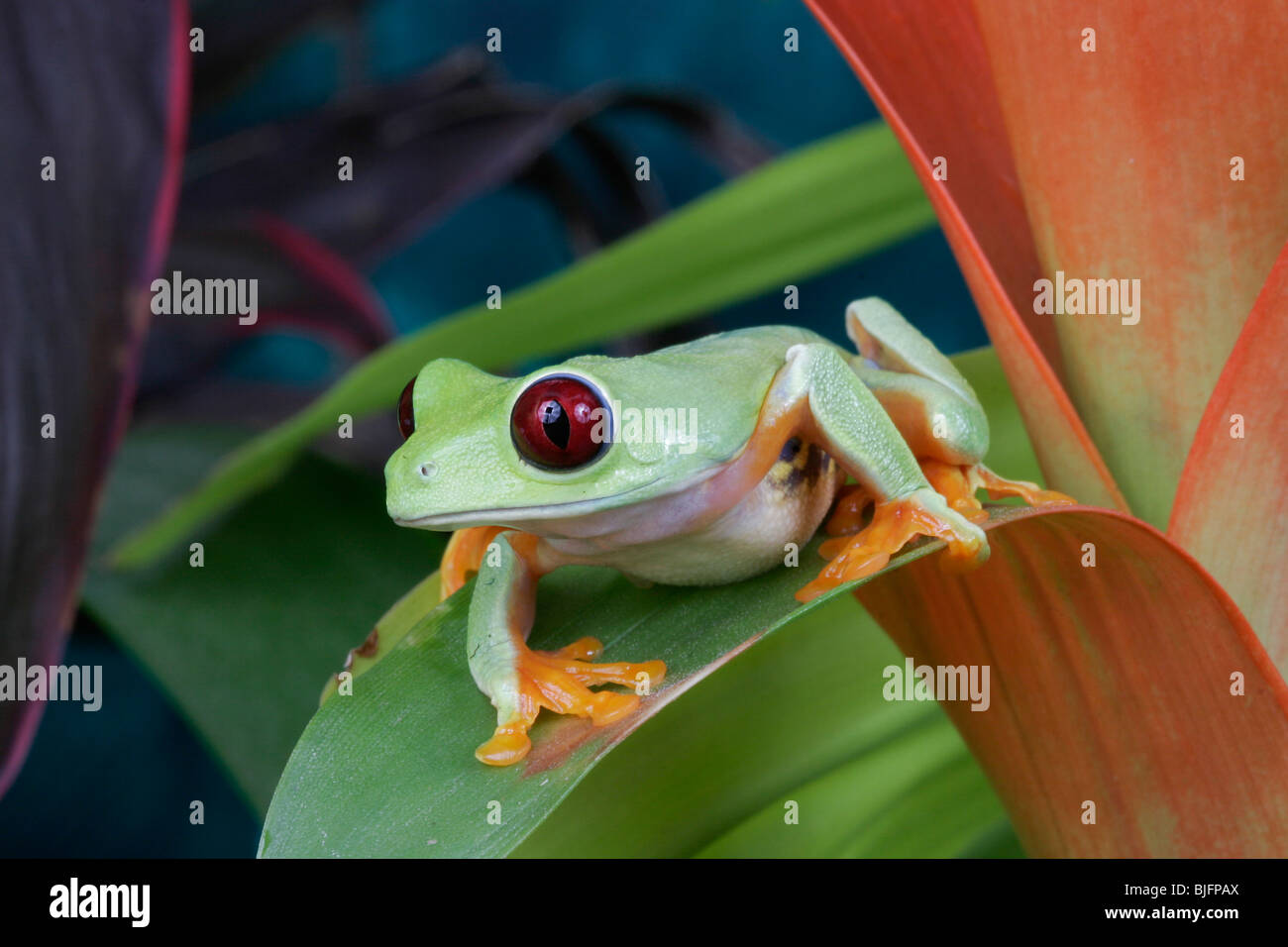 Red Eye Tree Frog, Agalychnis callidryas, Costa Rica Stock Photo - Alamy