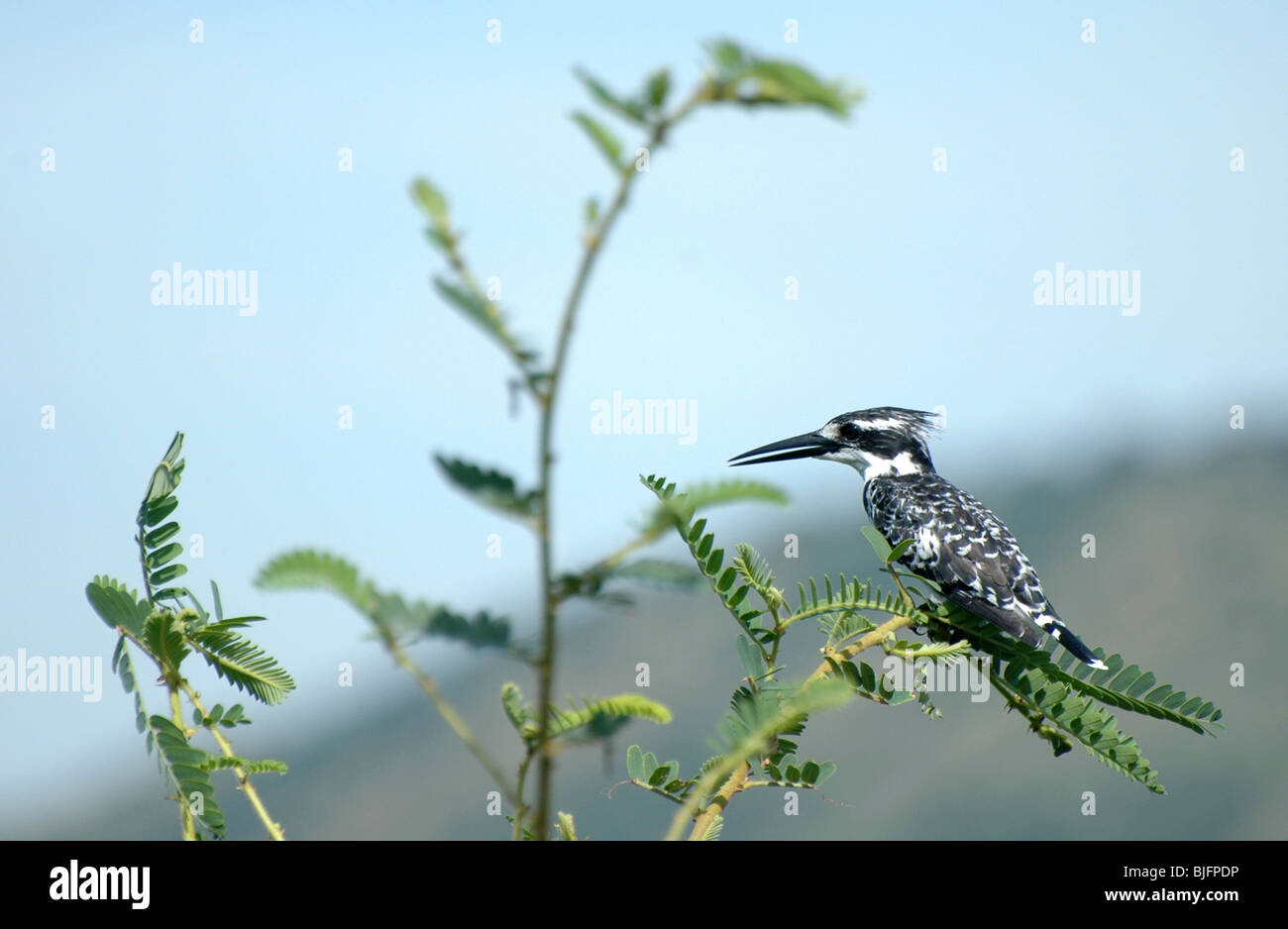 Pied Kingfisher on the shores of Lake Mburo National Park. Uganda, East ...