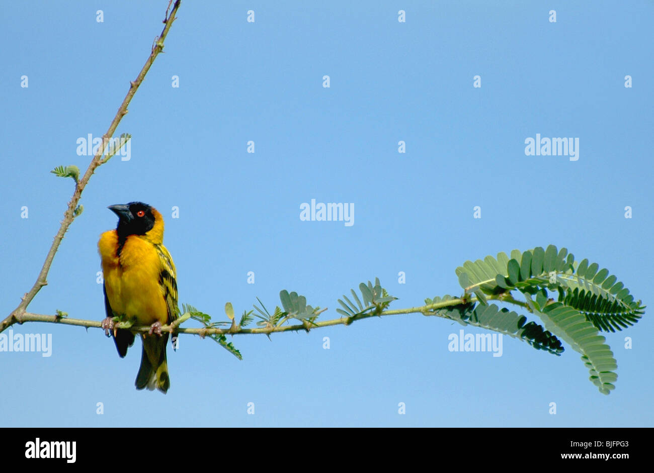 Weavers nesting on the banks of the Mboro Lake. Mboro National Park ...