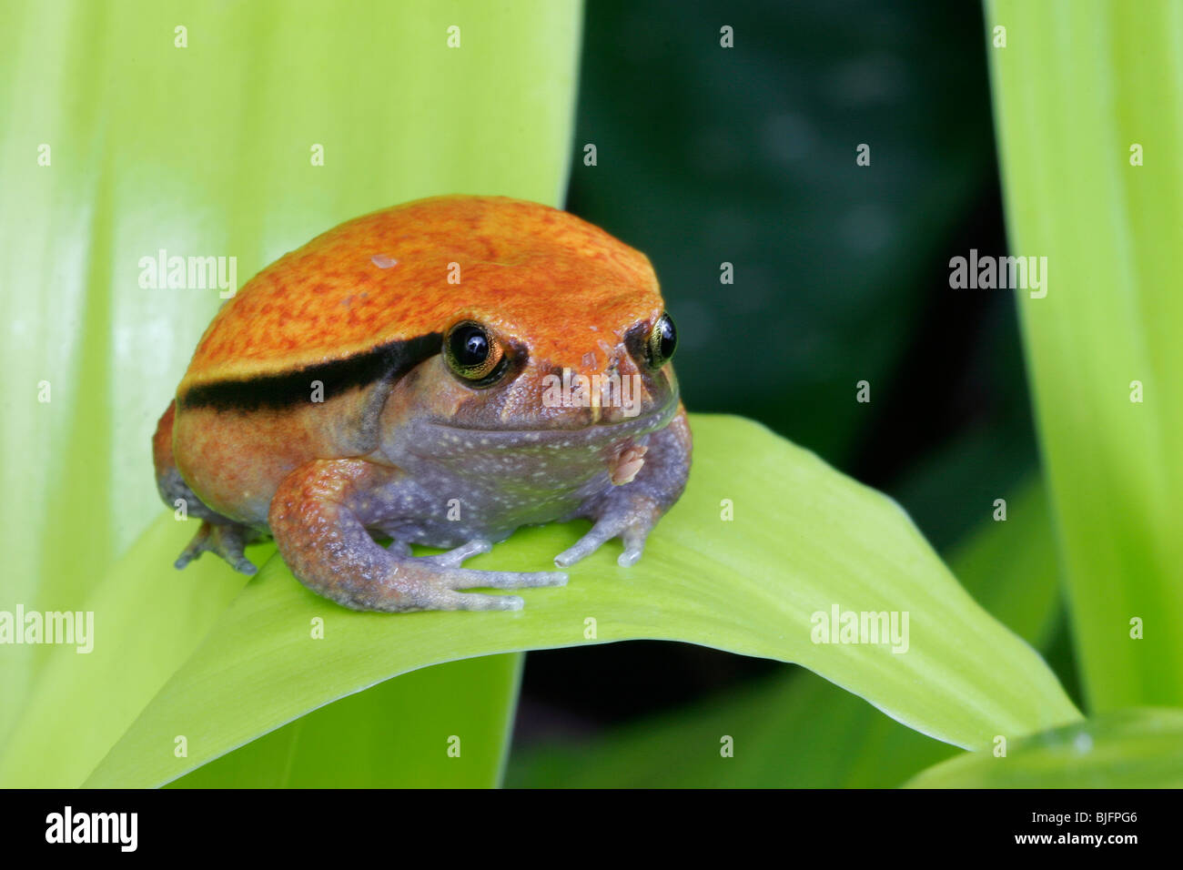 Tomato Frog, Dyscophus guineti, Madagascar Stock Photo - Alamy