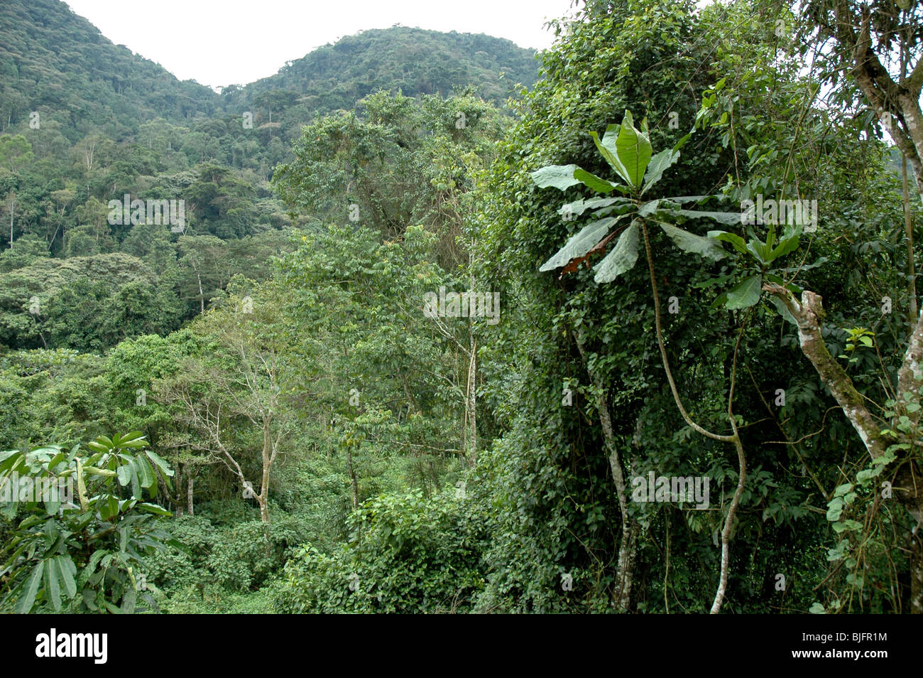 The rainforest of Bwindi National Park, home to the Mountain gorillas ...