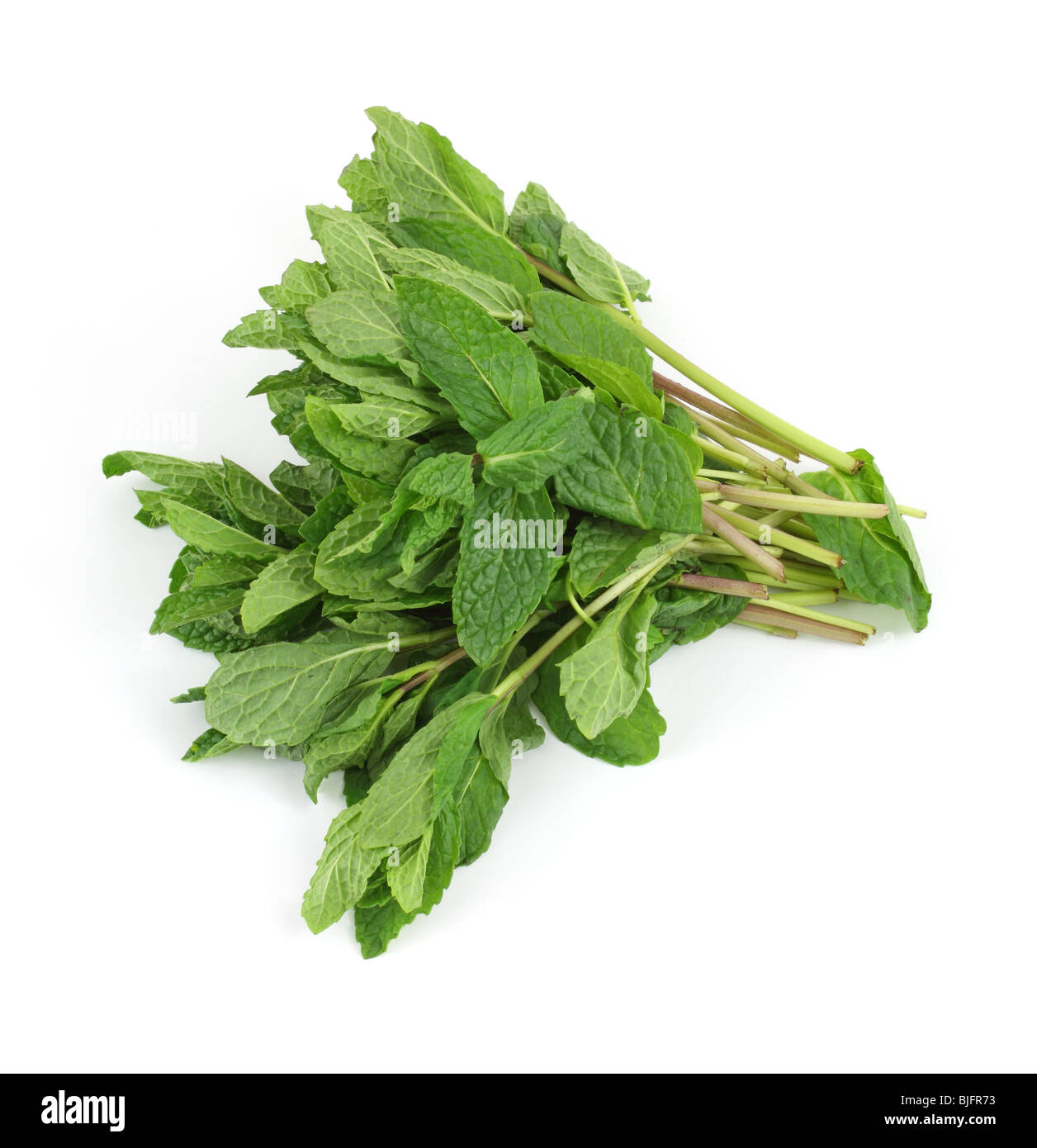 Organic mint herb bunch Stock Photo - Alamy
