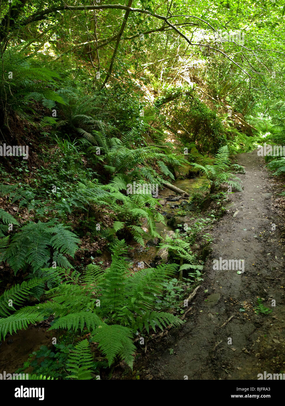 Ecclesbourne Glen, Hastings Country Park, Hastings, Sussex, England, UK ...