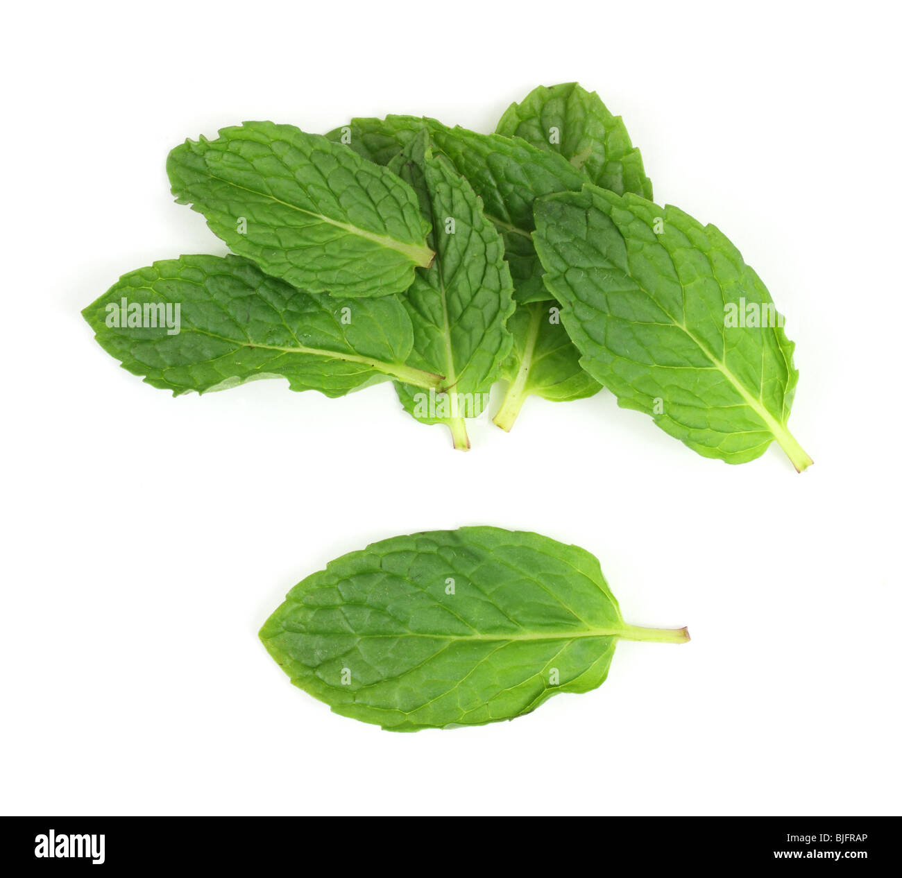 Herb leaves hi-res stock photography and images - Alamy