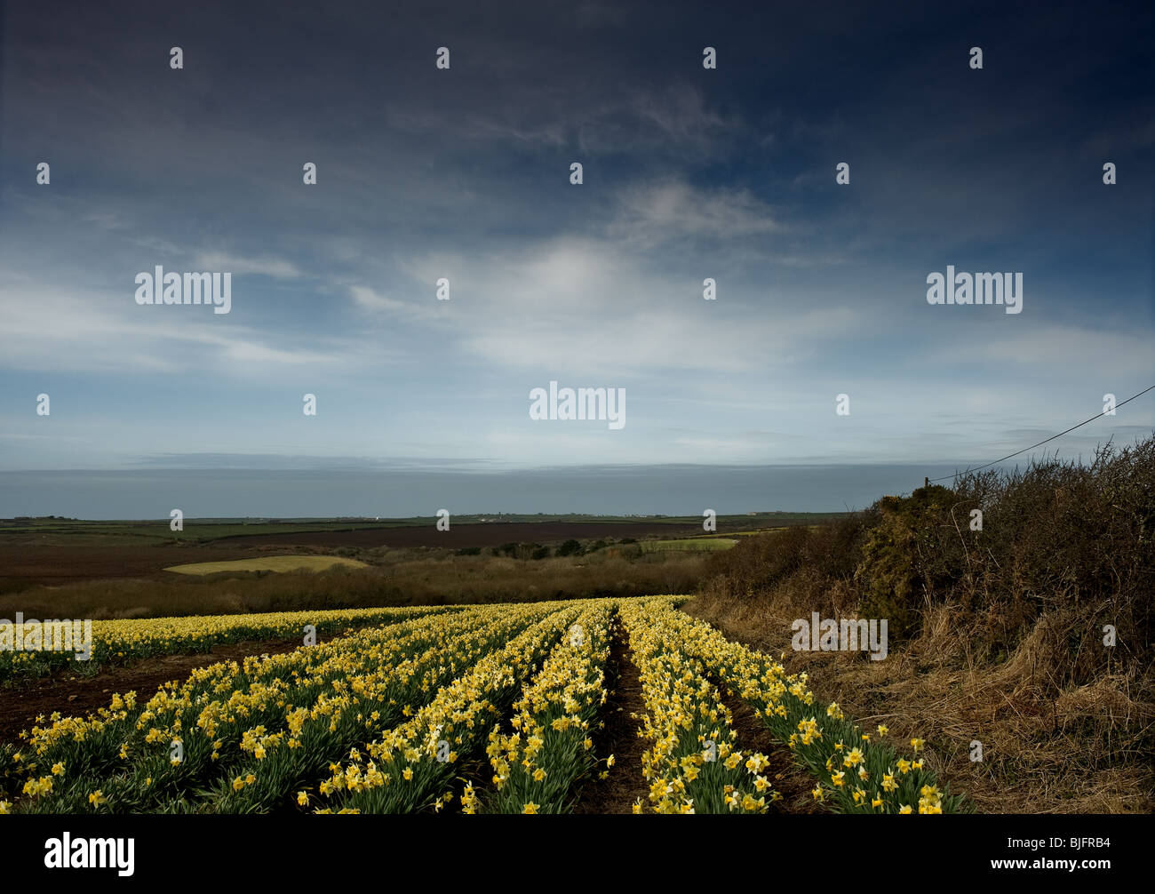 Cornish daffodils hi-res stock photography and images - Alamy