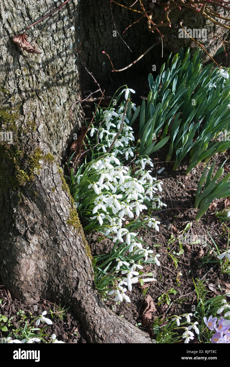 Tree bole hi-res stock photography and images - Alamy