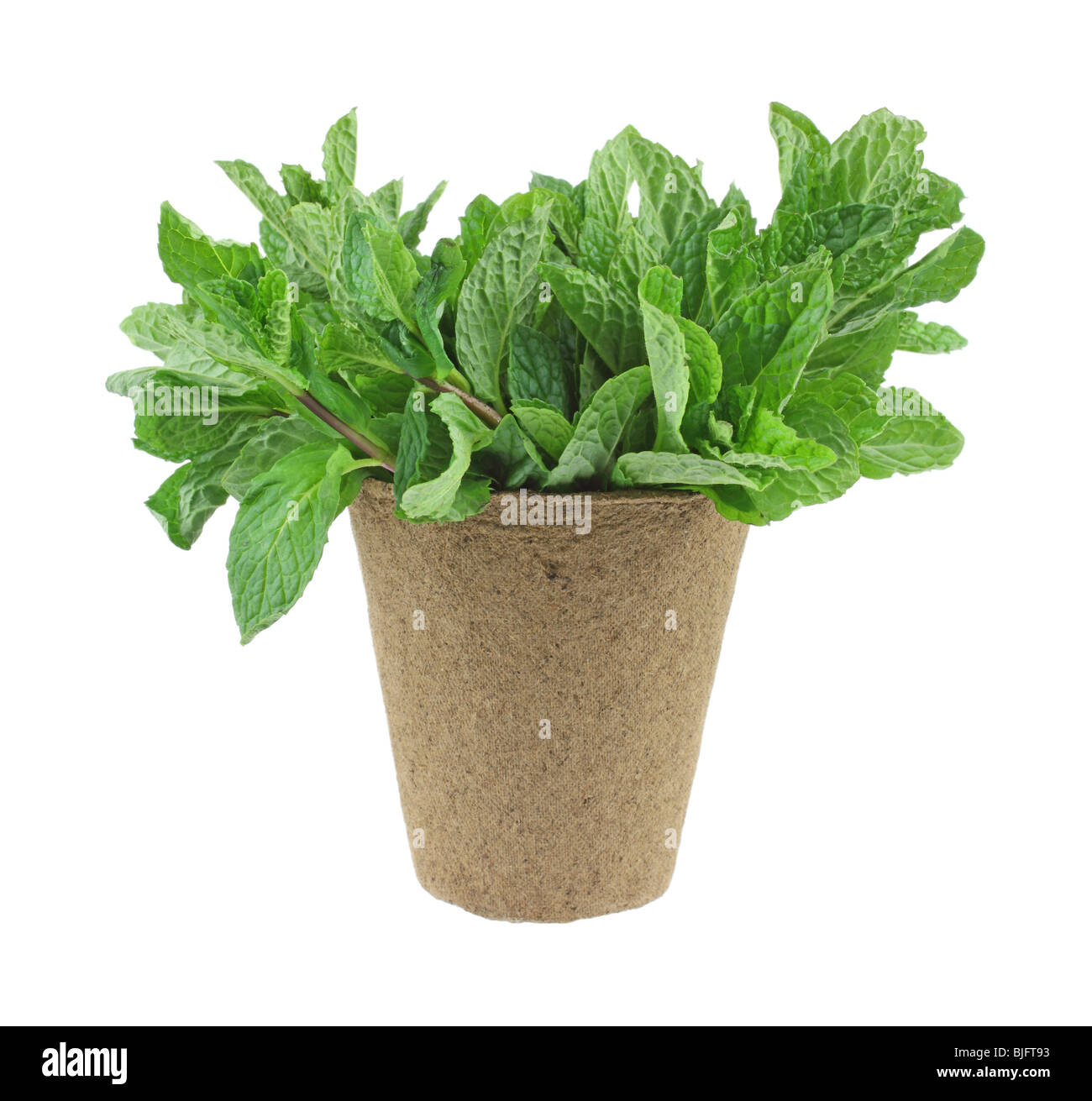 Herb in pot Cut Out Stock Images & Pictures - Alamy