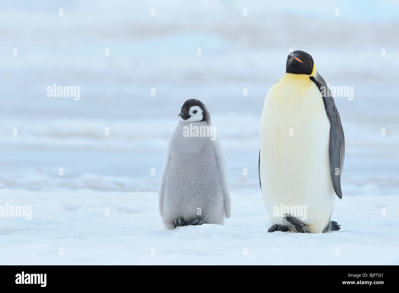 Mother baby emperor penguin hi-res stock photography and images - Alamy
